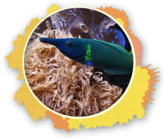 Maui Reef Fish Guide