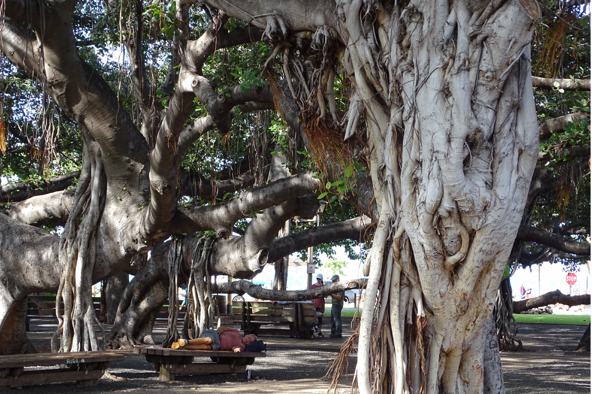 Things To Do In Lahaina, Kaanapali, and Kapalua